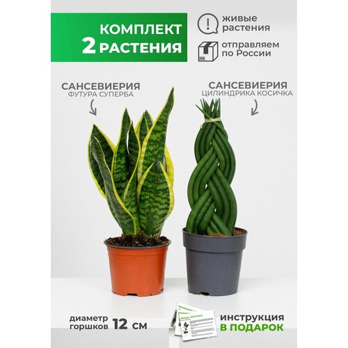 Комнатные растения Сансевиерия "Футура Суперба", "Цилиндрика Косичка", комплект из двух цветов в горшках