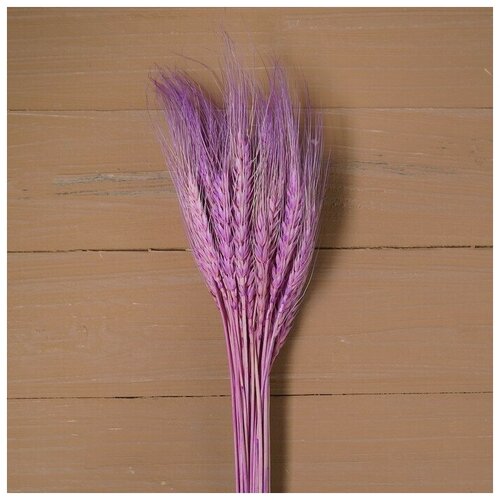 Сухой колос пшеницы, набор 50 шт, цвет фиолетовый