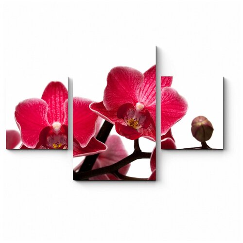 Модульная картина Магия орхидей 170x111