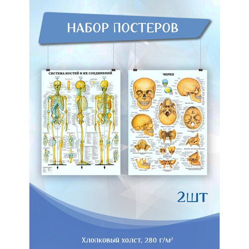 Набор постеров на холсте 2 шт - Анатомия человека скелет череп 50х70 см