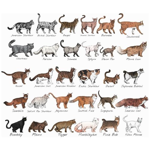 Постер / Плакат / Картина Разновидность пород кошек 40х50 см в раме