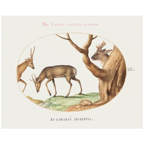 Постер / Плакат / Картина Три вида оленей 50х70 см в раме