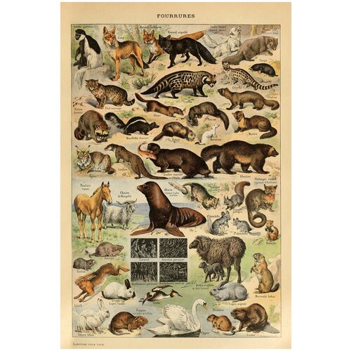 Постер / Плакат / Картина Виды пушных животных 60х90 см в раме