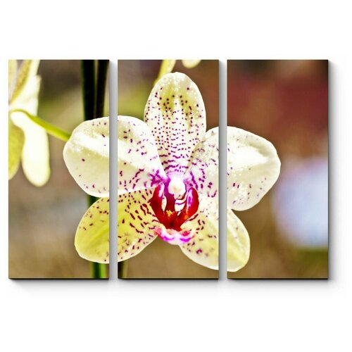 Модульная картина Тигровая орхидея 140x100