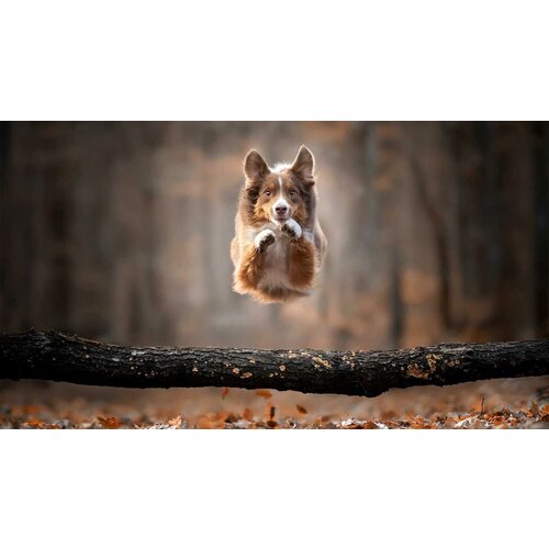 Картина на холсте 60x110 LinxOne "Осень боке собака" интерьерная для дома / на стену / на кухню / с подрамником