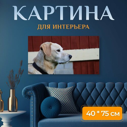 Картина на холсте "Собака, желтая лаборатория, лабрадор" на подрамнике 75х40 см. для интерьера
