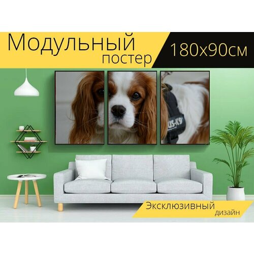 Модульный постер "Собака, кавалер кинг чарльз спаниель, веселая" 180 x 90 см. для интерьера