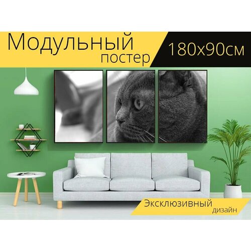 Модульный постер "Похмелье, кот, серый" 180 x 90 см. для интерьера