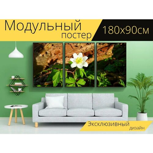 Модульный постер "Древесные анемоны, анемон, цветок" 180 x 90 см. для интерьера