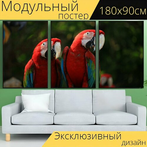 Модульный постер "Ара, попугаи, птица" 180 x 90 см. для интерьера