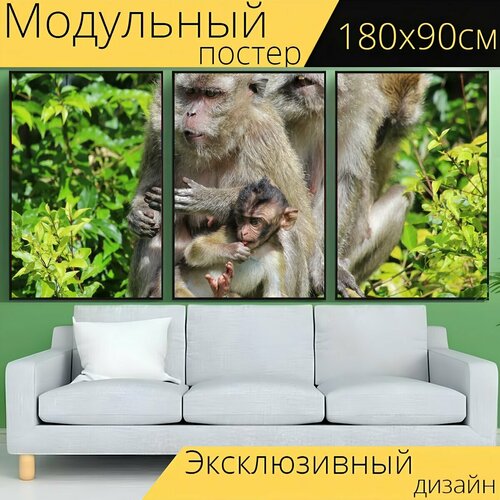 Модульный постер "Обезьяны, обезьяна, маврикий" 180 x 90 см. для интерьера