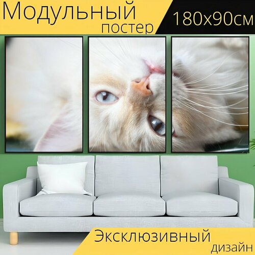 Модульный постер "Белый кот, животное, забавное животное" 180 x 90 см. для интерьера