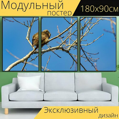 Модульный постер "Евразийская карликовая сова, сова, птица" 180 x 90 см. для интерьера