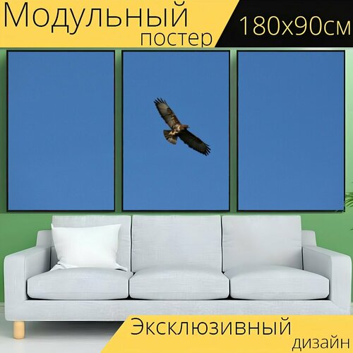 Модульный постер "Канюк, птица, хищные птицы" 180 x 90 см. для интерьера