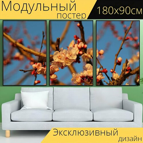 Модульный постер "Весна, абрикос, цветок" 180 x 90 см. для интерьера