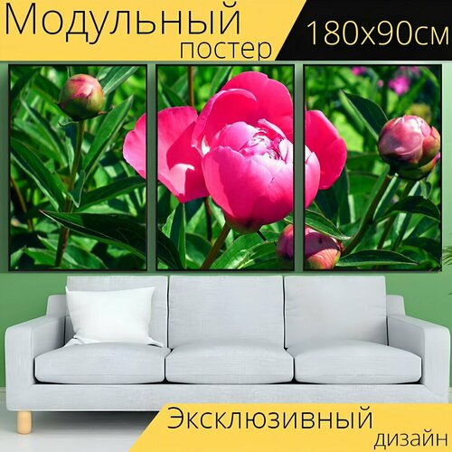 Модульный постер "Пион, цветы, розовый" 180 x 90 см. для интерьера