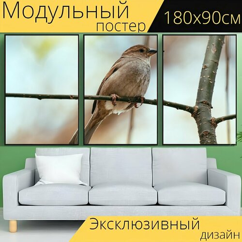 Модульный постер "Воробей, птица, животное" 180 x 90 см. для интерьера