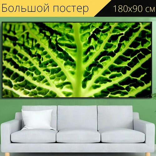 Большой постер "Савой, овощи, зеленый" 180 x 90 см. для интерьера