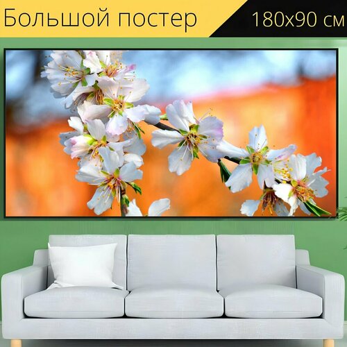 Большой постер "Весна, белый, цветок миндаля" 180 x 90 см. для интерьера
