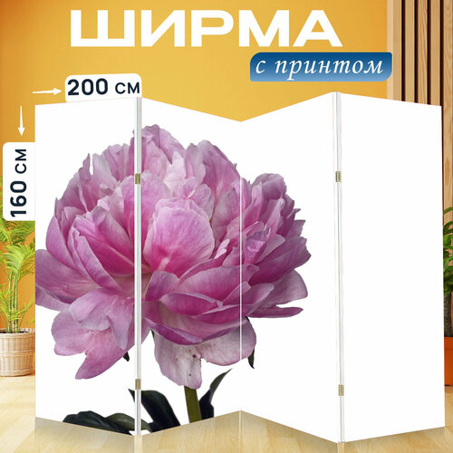 Ширма перегородка с принтом "Пион, цветок, цветочный" на холсте - 200x160 см. для зонирования, раскладная