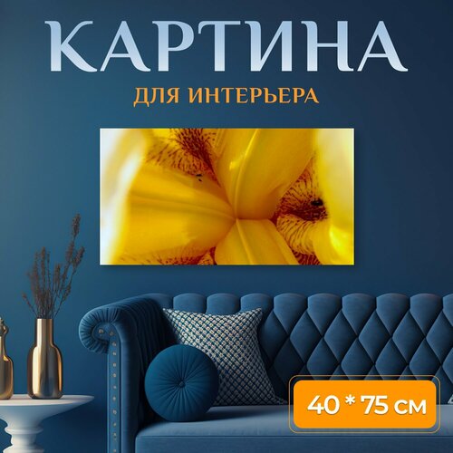Картина на холсте "Цветок, ирис, желтый" на подрамнике 75х40 см. для интерьера