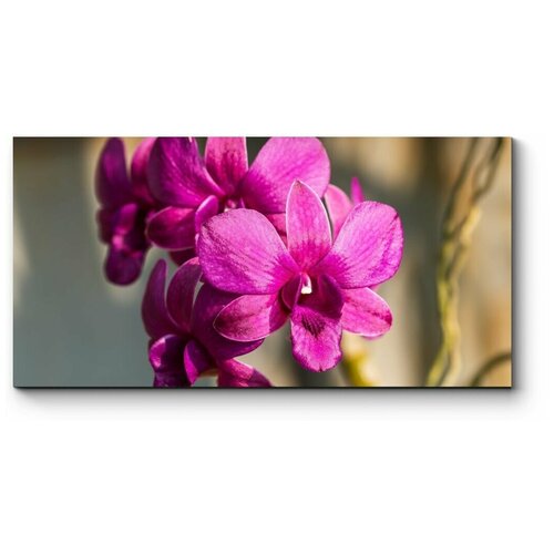 Модульная картина Королева цветов - прекрасная орхидея 50x25