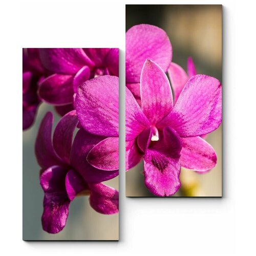 Модульная картина Королева цветов - прекрасная орхидея 70x88