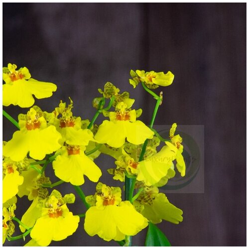 Орхидея Онцидиум Свит Шугар жёлтая