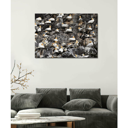 Картина - Олуша, птица олуша, северная олуша, олуша на скалах (11) 50х70