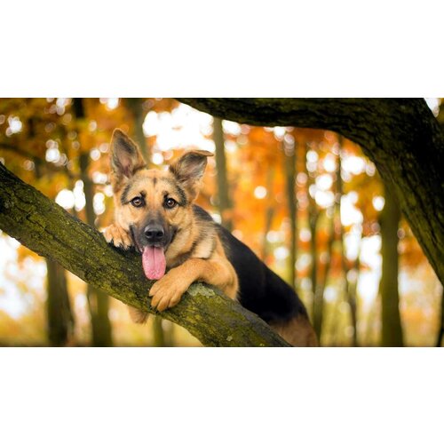 Картина на холсте 60x110 LinxOne "Собака друг взгляд осень" интерьерная для дома / на стену / на кухню / с подрамником