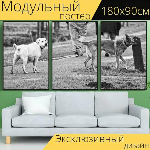 Модульный постер "Собака, млекопитающее, животное" 180 x 90 см. для интерьера