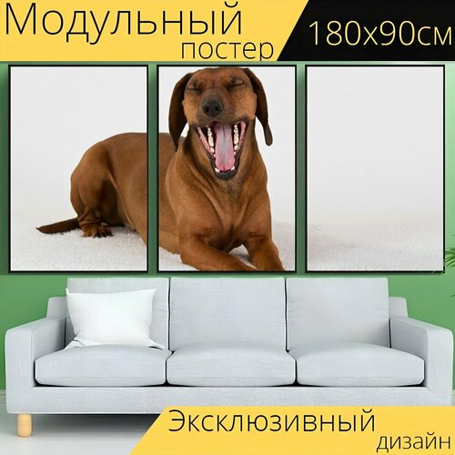 Модульный постер "Собака, зевота, врущий" 180 x 90 см. для интерьера