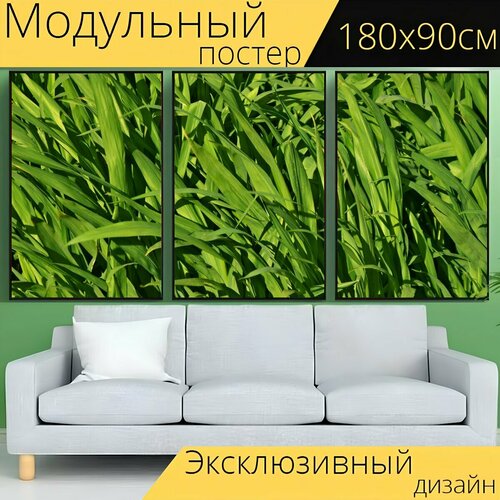 Модульный постер "Трава, просо, природа" 180 x 90 см. для интерьера