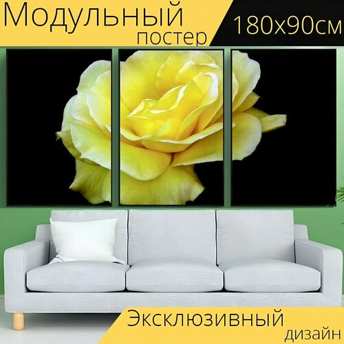 Модульный постер "Роуз, цветок, крупным планом" 180 x 90 см. для интерьера