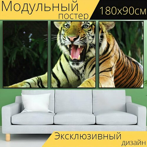 Модульный постер "Тигр, большой кот, таиланд" 180 x 90 см. для интерьера