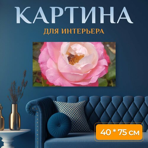 Картина на холсте "Цветок, роза, цвести" на подрамнике 75х40 см. для интерьера