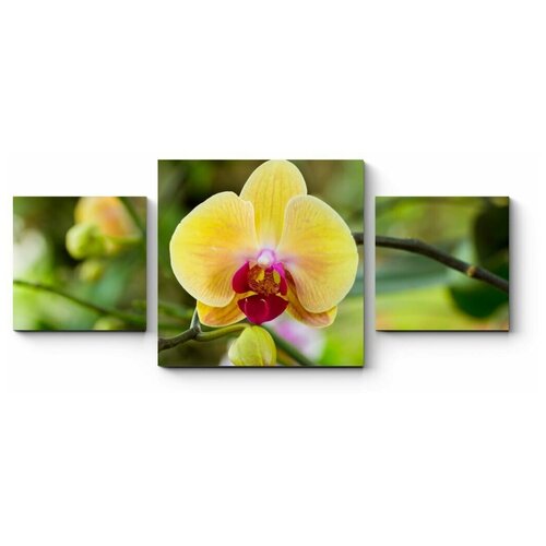 Модульная картина Тропическая орхидея, цветущая в летнем саду 120x51