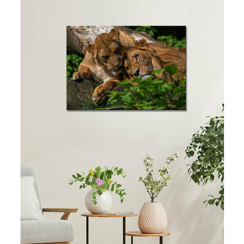 Картина - Лев, львица, лев и львица лежат, пара львов, львы любовь (2) 40х60