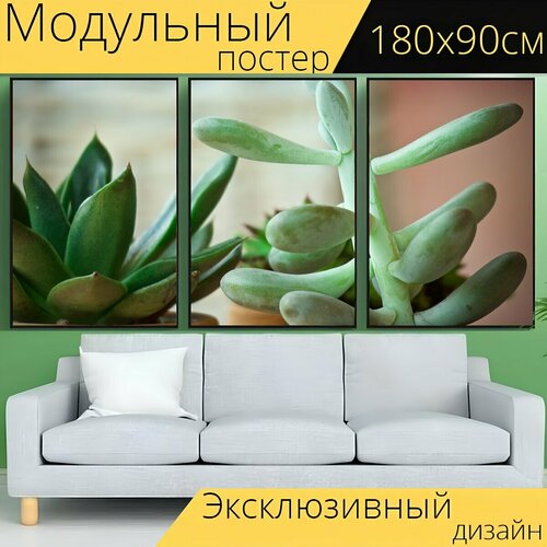 Модульный постер "Жирные растения, кактус, зеленый" 180 x 90 см. для интерьера