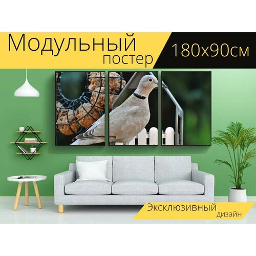 Модульный постер "Евразийский голубь, голубь, птица" 180 x 90 см. для интерьера