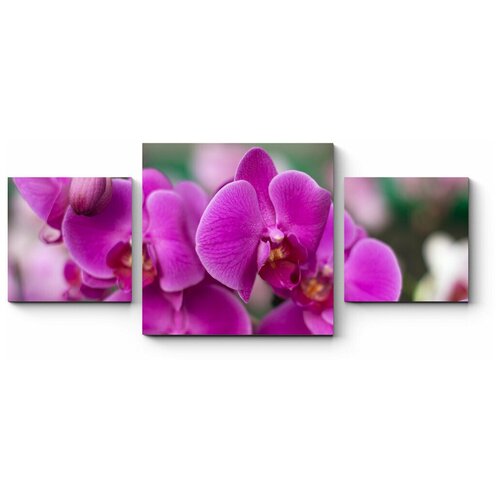 Модульная картина Прекрасные и нежные орхидеи 130x56