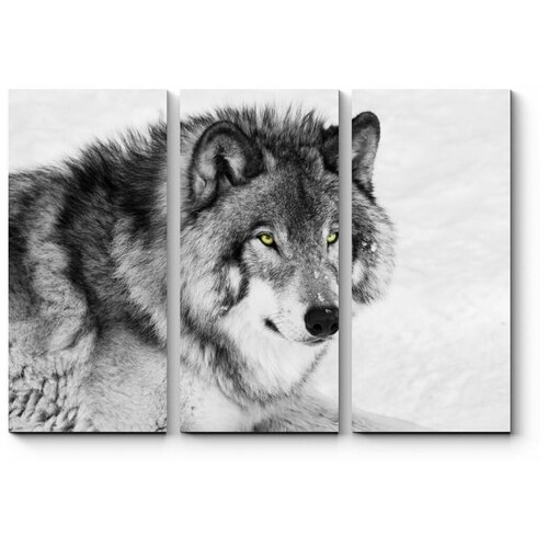 Модульная картина Черно-белый портрет волка 110x79
