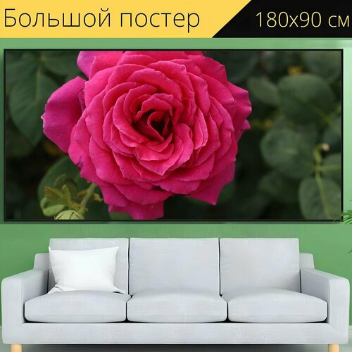 Большой постер "Роза, цветок, розовая роза" 180 x 90 см. для интерьера