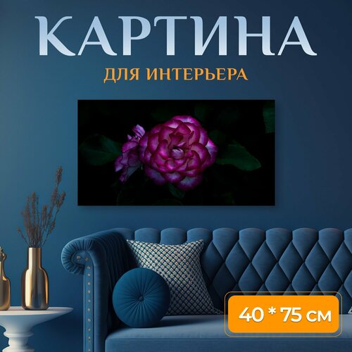 Картина на холсте "Роза, цветок, цвести" на подрамнике 75х40 см. для интерьера