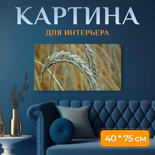 Картина на холсте "Зерновой, колосья, рожь" на подрамнике 75х40 см. для интерьера