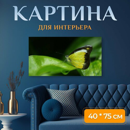 Картина на холсте "Бабочка, насекомое, лист" на подрамнике 75х40 см. для интерьера