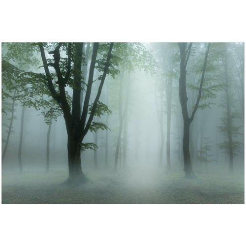 Постер Туманный лес №2 60см. x 40см.