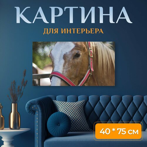 Картина на холсте "Портрет, лошадь, летом" на подрамнике 75х40 см. для интерьера