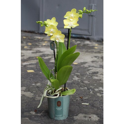 Лимонная Мини орхидея (D-10 H-40)