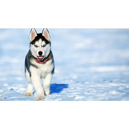 Картина на холсте 60x110 LinxOne "Животное щенок собака снег" интерьерная для дома / на стену / на кухню / с подрамником